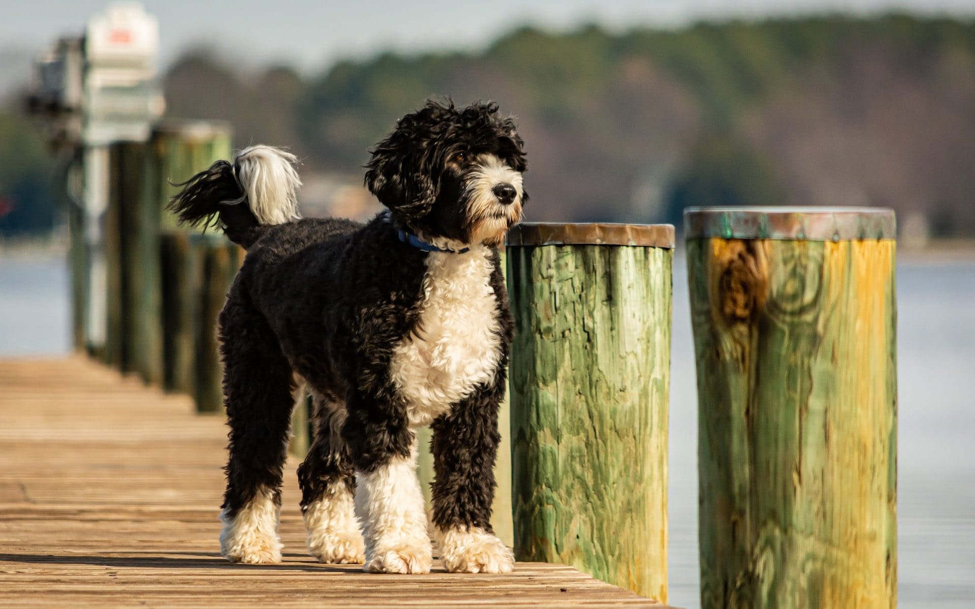 Hypoallergeeniset koirarodut [55 kpl] kuvina | Lemmikkiset
