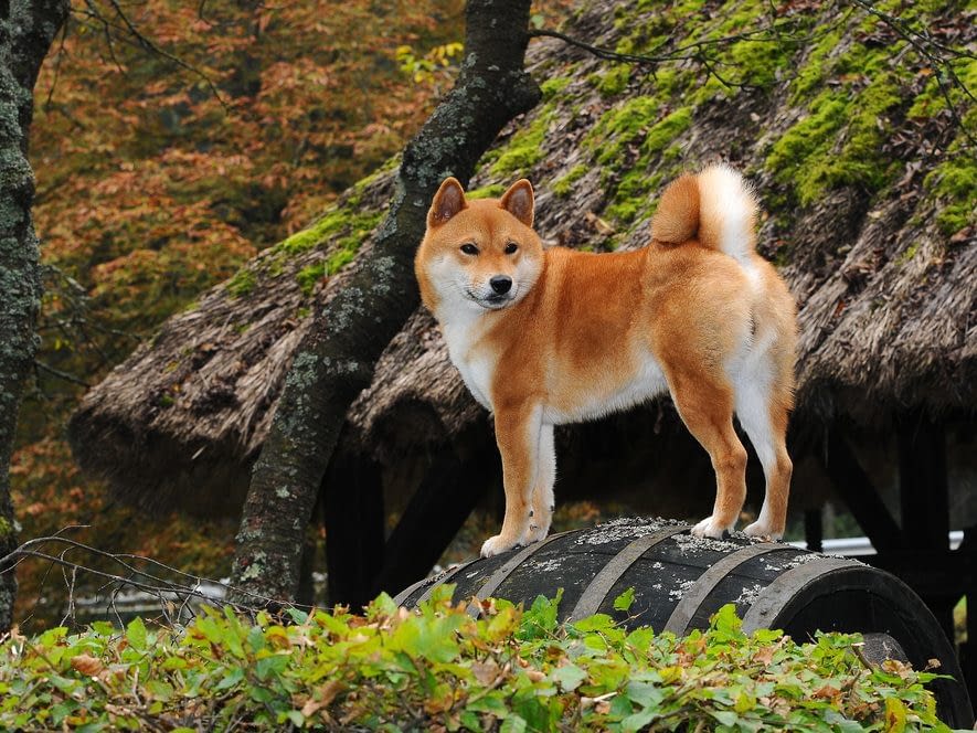 Japanilaiset koirarodut kuvina [10 kpl] | Lemmikkiset