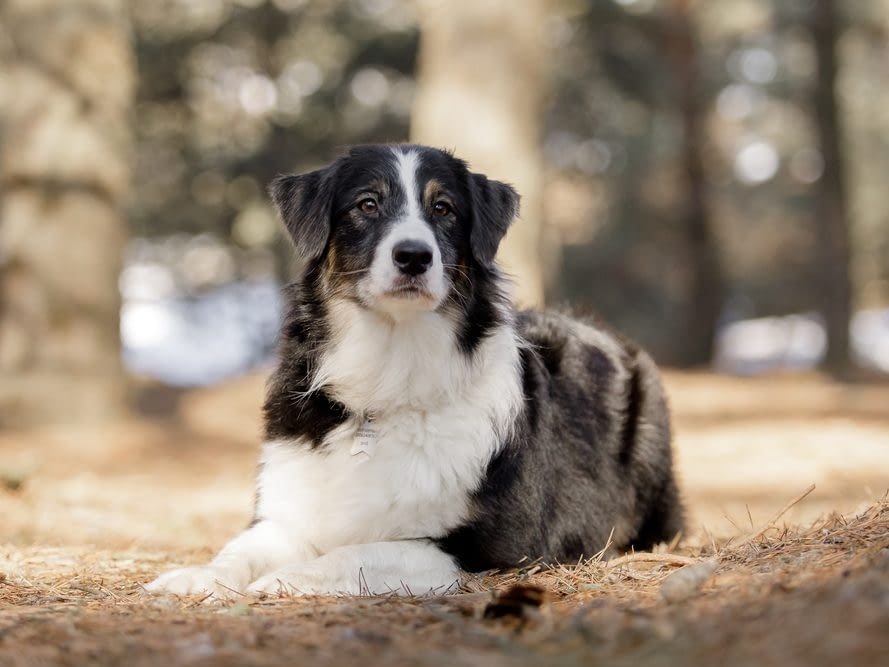 Keskikokoiset koirarodut kuvina | Lemmikkiset