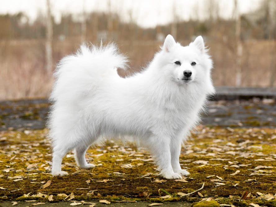 Japanilaiset koirarodut kuvina [10 kpl] | Lemmikkiset