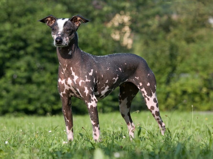 Hypoallergeeniset koirarodut [55 kpl] kuvina | Lemmikkiset