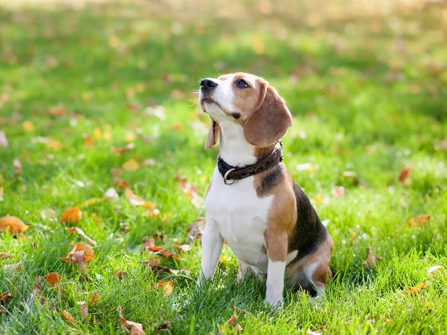 Iso-Britannian koirarodut [29 kpl] kuvina | Lemmikkiset