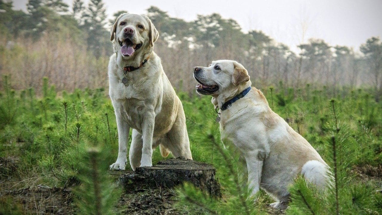 Käyttölinjainen vai näyttelylinjainen labradori? | Lemmikkiset