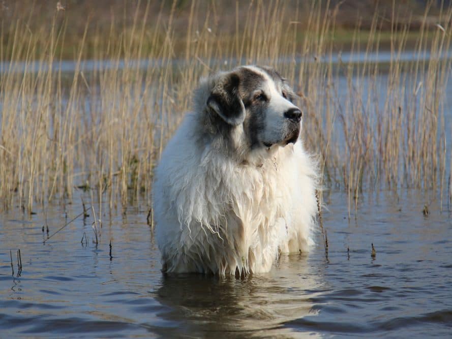 Isot koirarodut [22 kpl] kuvina | Lemmikkiset